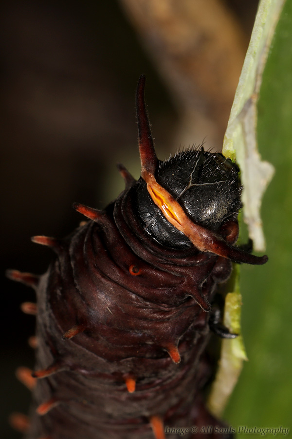 Polydamas Swallowtail – Long Leggedy Beasties
