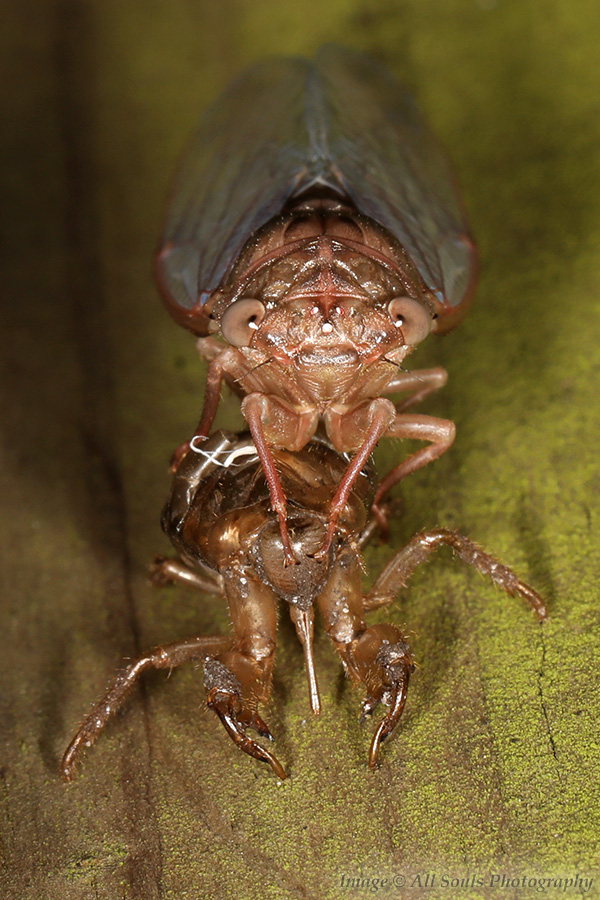 Favorites – Long Leggedy Beasties