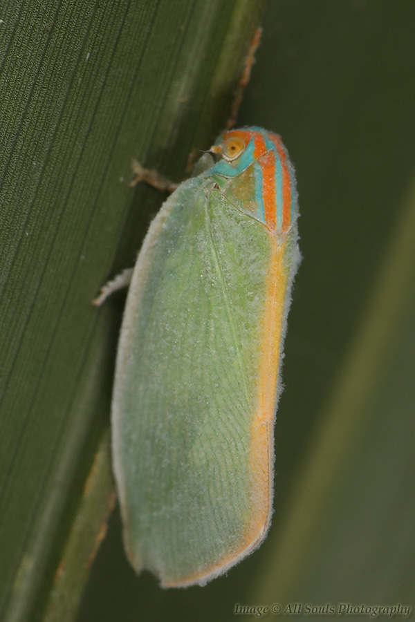 Palm Flatid Planthopper – Long Leggedy Beasties